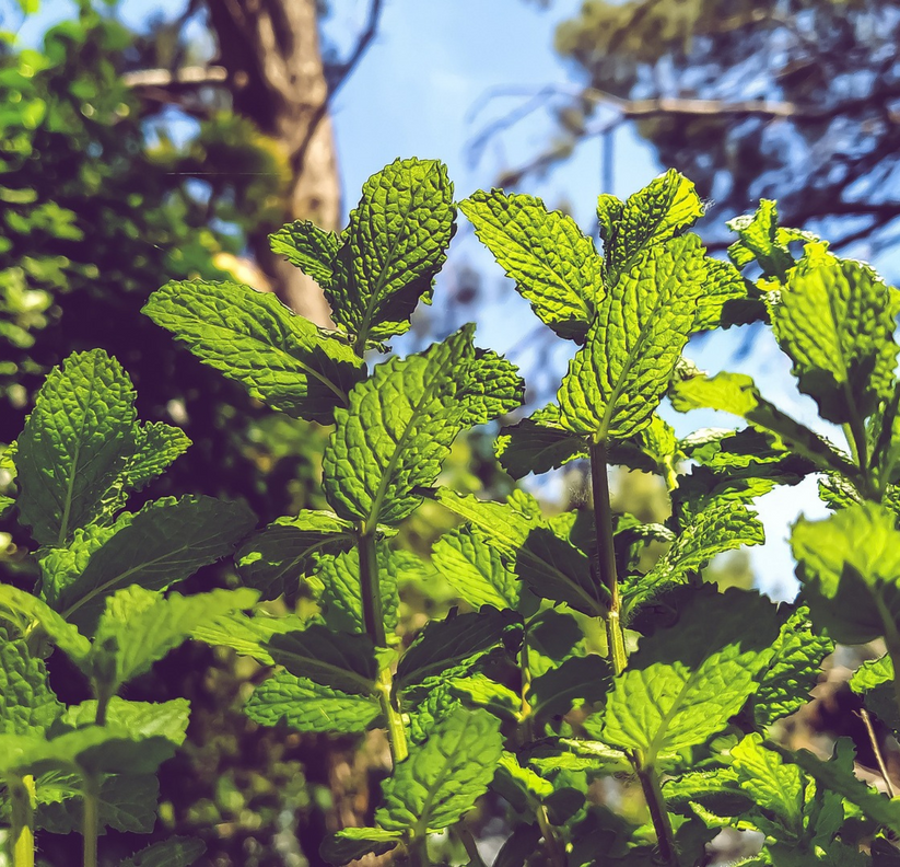 Mentha Oil – Naturoil